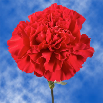 Long Stem Red Carnations | GlobalRose