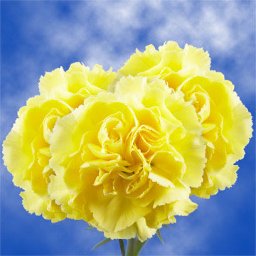 Long Stem Yellow Carnations | GlobalRose