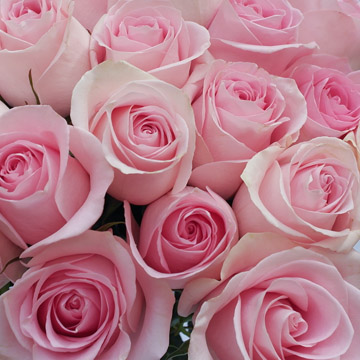 Luciano Roses Light Pink Fresh Cut Flower Delivery | GlobalRose