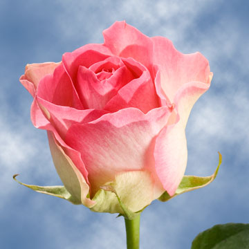 Malibu Rose | Global Rose