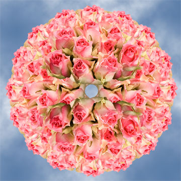 Malibu Rose | Global Rose