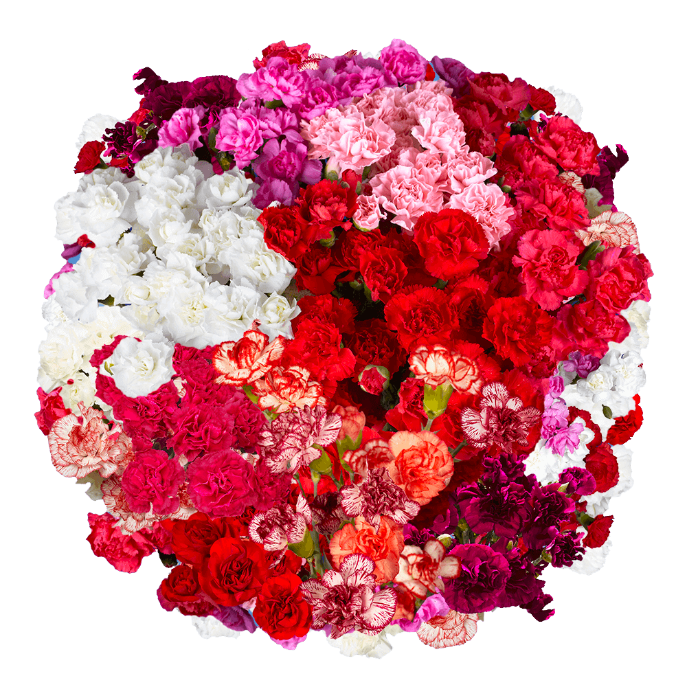 Mini Carnation Flowers | GlobalRose