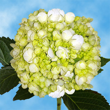 Mini Hydrangeas | Global Rose