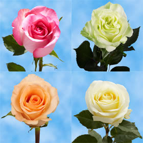 Mother's Day Flowers With Free Delivery | Global Rose