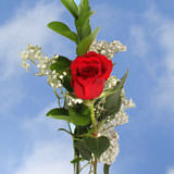 Mothers Day Single Color Roses 60 Charming Single Rose Arrangements a ...