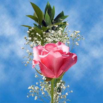 Mother's Day Roses Greenery Individually Wrapped | GlobalRose