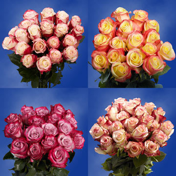 Multi Colored Roses Overnight | GlobalRose