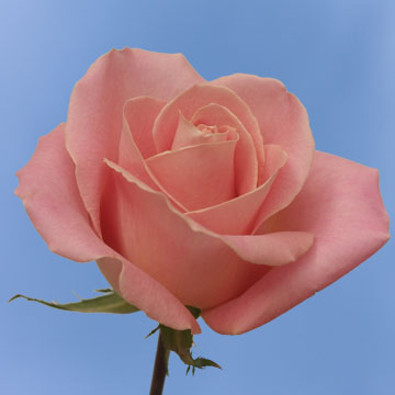 Natural Hermosa Roses Antique Light Pink Flowers Online | GlobalRose