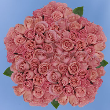 Natural Hermosa Roses Antique Light Pink Flowers Online | GlobalRose