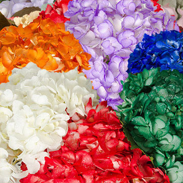 Natural Hydrangeas Wholesale Prices | GlobalRose