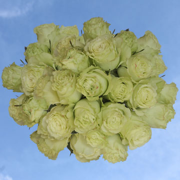 Natural Lemon Green Limonada Roses Online | GlobalRose