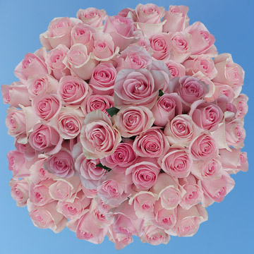 Natural Light Pink Luciano Roses Online | GlobalRose