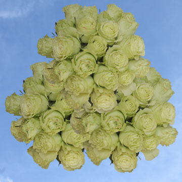 Natural Limonada Roses Lemon Green Flowers Online | GlobalRose