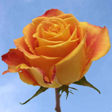 Real Roses For Sale Yellow and Red Silantoy Flowers | GlobalRose