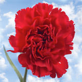 Burgundy Disbud Pom Poms | GlobalRose