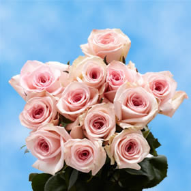 One Dozen Roses Free Delivery | GlobalRose