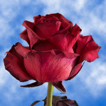 Burgundy Roses | GlobalRose