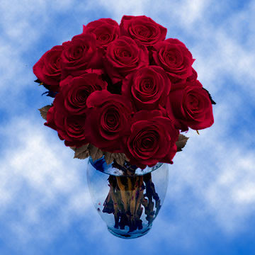 Burgundy Roses | GlobalRose