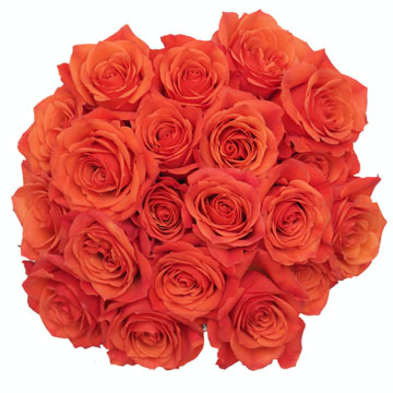 50 to 250 Hilux Orange Roses | GlobalRose