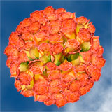 Circus Rose | GlobalRose