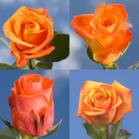 Orange Roses for Sale | Global Rose