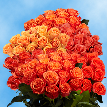 Orange Roses for Sale | GlobalRose