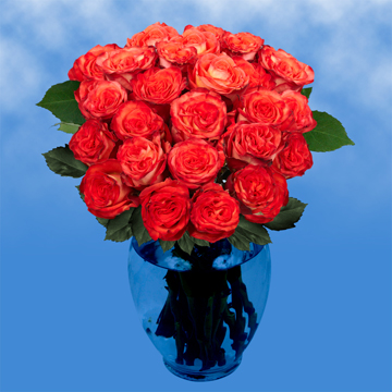 Orange Colored Roses | Global Rose | Global Rose