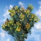 Hypericum Flowers | GlobalRose