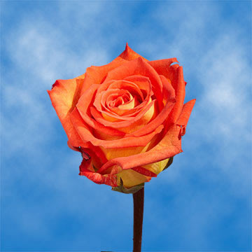 Order Assorted Roses For Mom Cheapest Price Online | GlobalRose