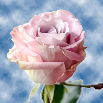 Order Baby Pink Roses Lowest Price | GlobalRose