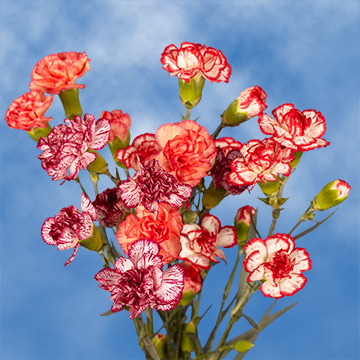 Order Bi-Color Mini Carnation Flowers | GlobalRose