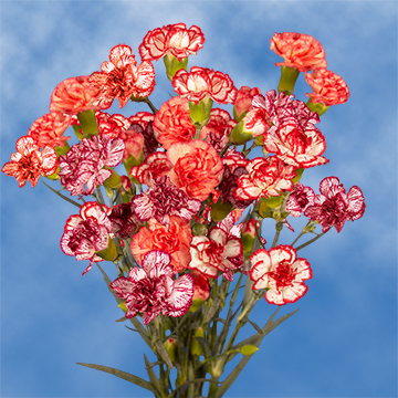 Order Bi-Color Mini Carnation Flowers | GlobalRose