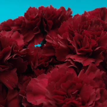 Order Burgundy Zurigo Carnations For Sale Online | GlobalRose