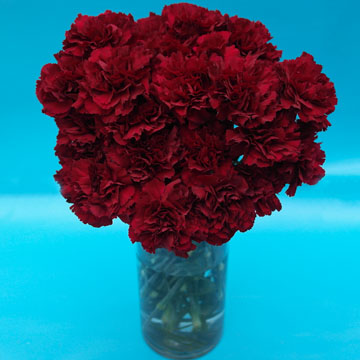 Order Burgundy Zurigo Carnations For Sale Online | GlobalRose