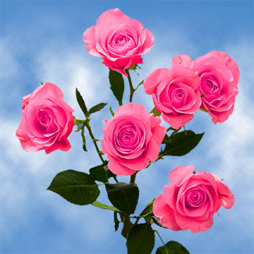 Order Hot Pink Spray Roses | GlobalRose