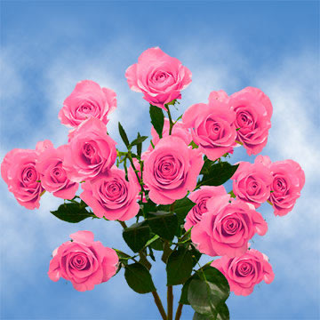 Order Hot Pink Spray Roses | GlobalRose