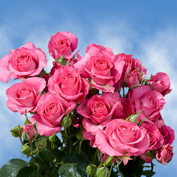 Order Hot Pink Spray Roses | GlobalRose