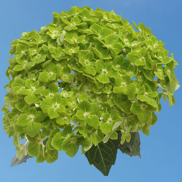 Order Hydrangea Flowers Green Emerald Free Delivery | GlobalRose
