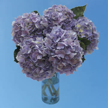 Order Lavender Hydrangea Bulk Flowers Free Delivery | GlobalRose