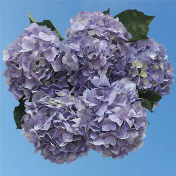 Order Lavender Hydrangea Bulk Flowers Free Delivery | GlobalRose