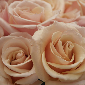 Order Light Pink Mother of Pearl Roses Online | GlobalRose