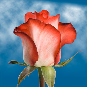 Order Long Stem White Roses Dark Pink Tips | GlobalRose