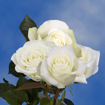 Two Dozen White Roses Free Valentine's Day Delivery | GlobalRose