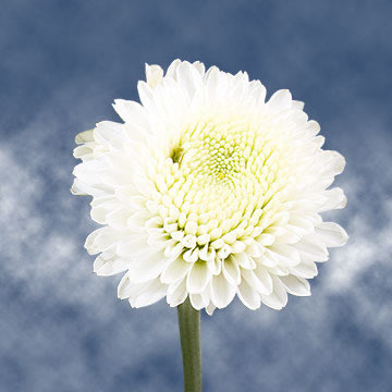Order White Chrysanthemum Button Flowers | GlobalRose