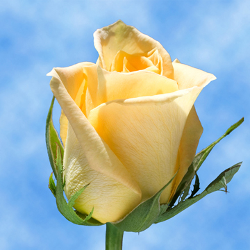 Order Wholesale Light Yellow Roses | GlobalRose