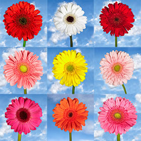 Gerbera Daisy Flowers | GlobalRose