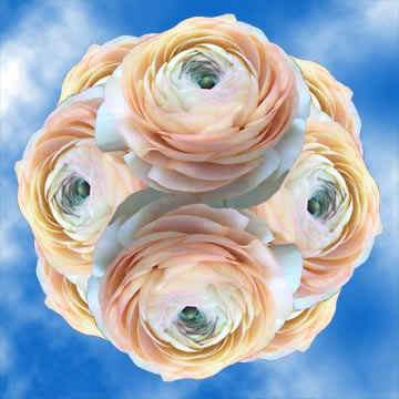 Peach Ranunculus Beautiful Flowers For Sale | GlobalRose