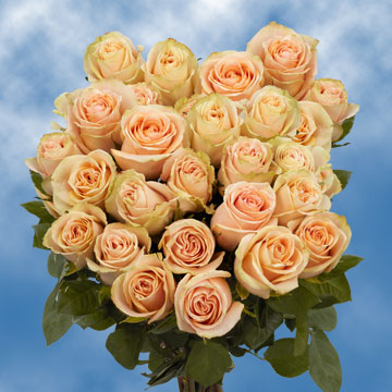 Peach Roses Professional Flowers High & Arena Roses | GlobalRose