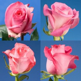 Pink Roses for Sale | Global Rose