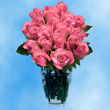 Pink Roses for Sale | Global Rose